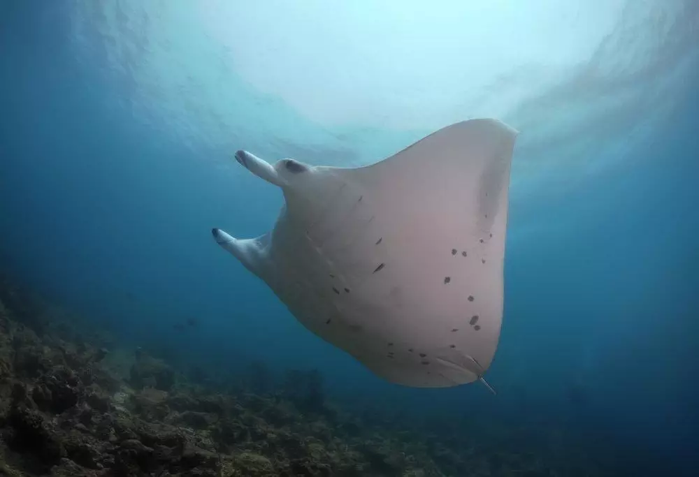 UManta Ray Maldives.jpg