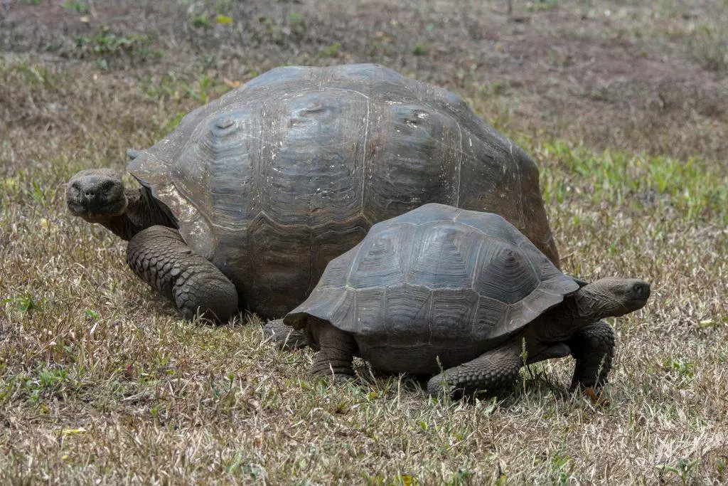 Tien dieren en planten over de hele wereld die je (vrijwel) kunt adopteren