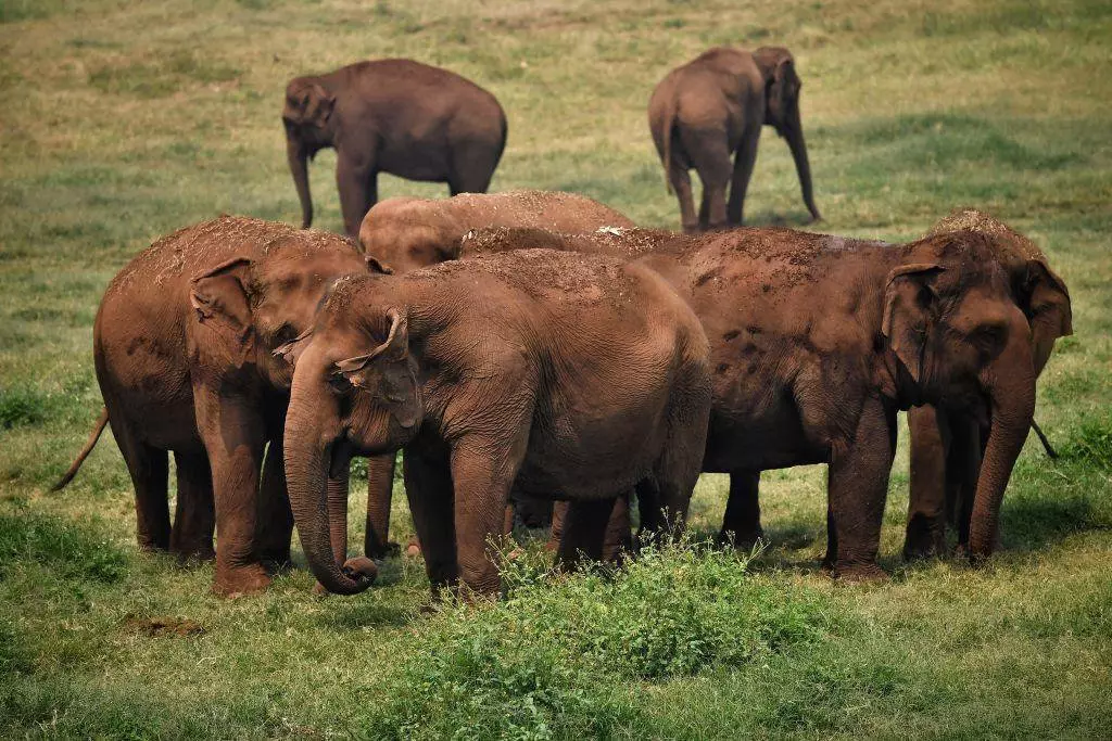 Deu animals i plantes d'arreu del món que podeu adoptar (pràcticament).