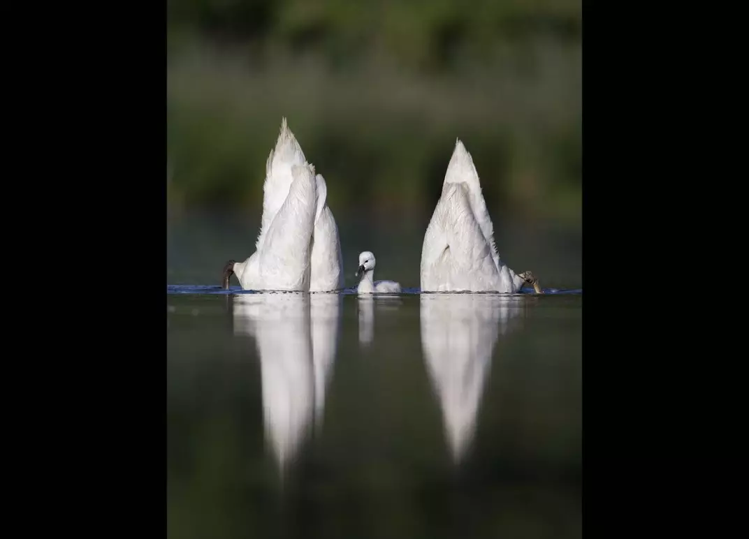 UBukhazikhazi obahlukeneyo beeNtaka kwiSiboniso kuKhuphiswano lweeFoto zeAudubon 30841_1