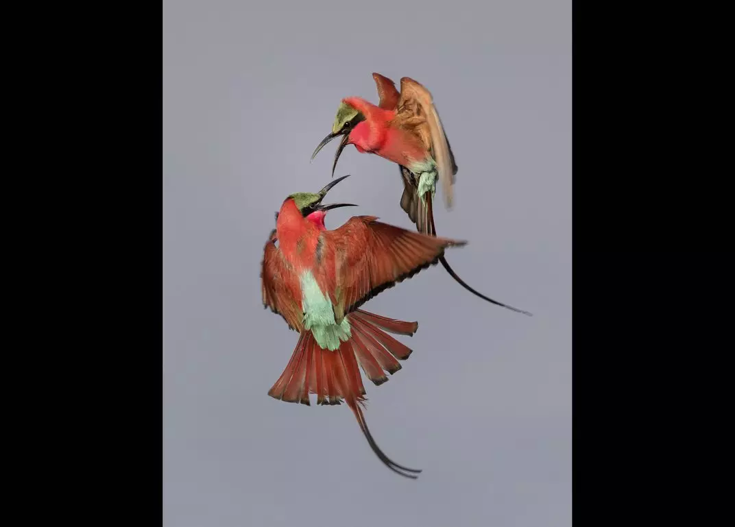 Ntau haiv neeg Splendor of Birds on Display in Audubon Photo Competition 30841_2