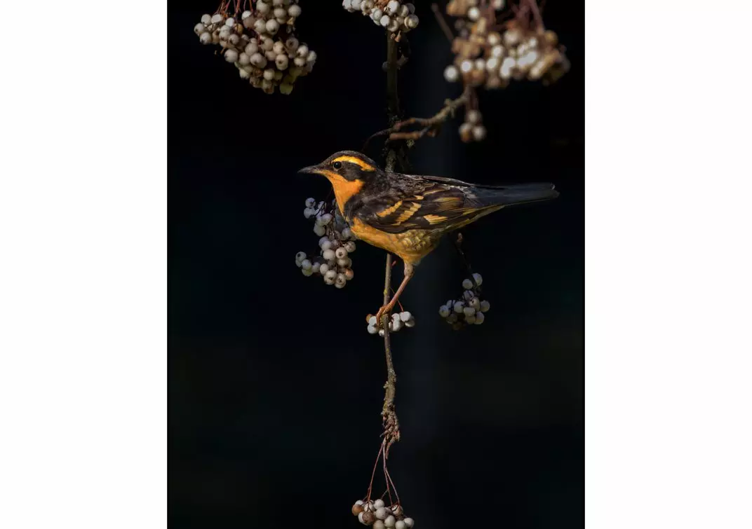 Divès kalite zwazo nan ekspozisyon nan konpetisyon foto Audubon 30841_3