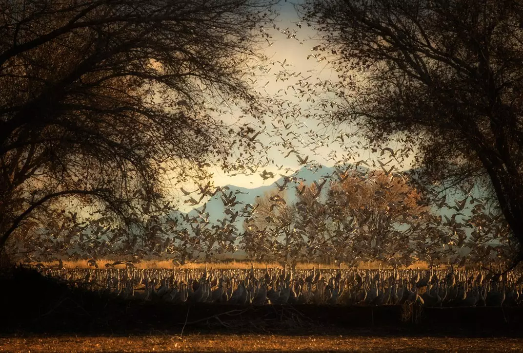 Διαφορετικό Splendor of Birds που εμφανίζεται στον Διαγωνισμό Φωτογραφίας Audubon 30841_4