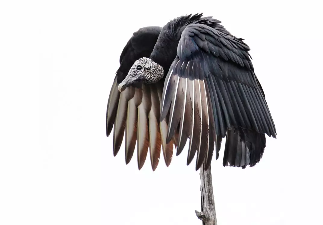 Διαφορετικό Splendor of Birds που εμφανίζεται στον Διαγωνισμό Φωτογραφίας Audubon 30841_5