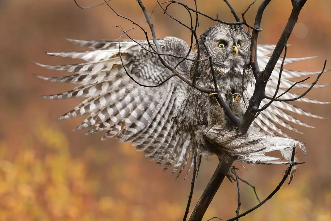 Rupa-rupa Kamegahan Manuk Ditampilkeun dina Kompetisi Poto Audubon 30841_6