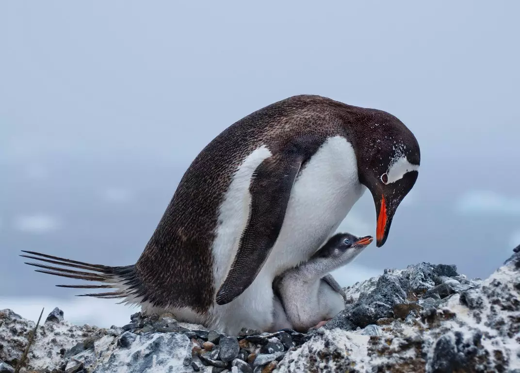 Splendore diversificato di uccelli in mostra al concorso fotografico di Audubon 30841_7