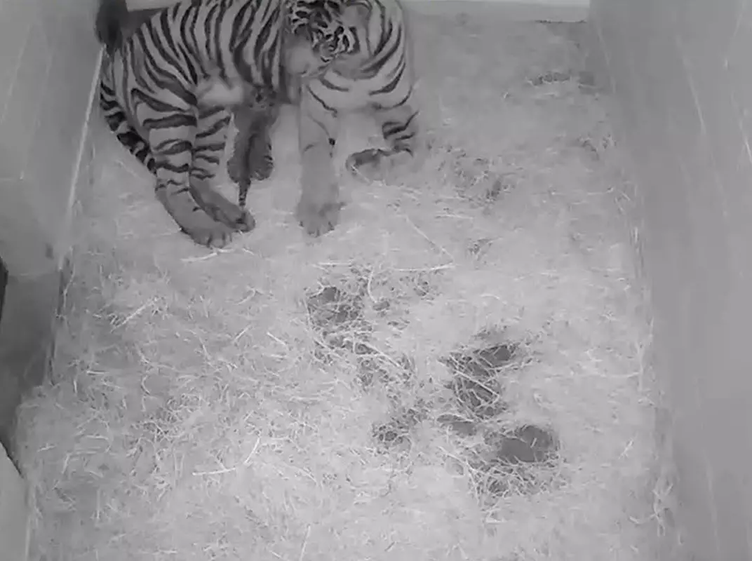 Søt ny tigerunge født i dyrehagen Yips hos sin mor på video 30858_1