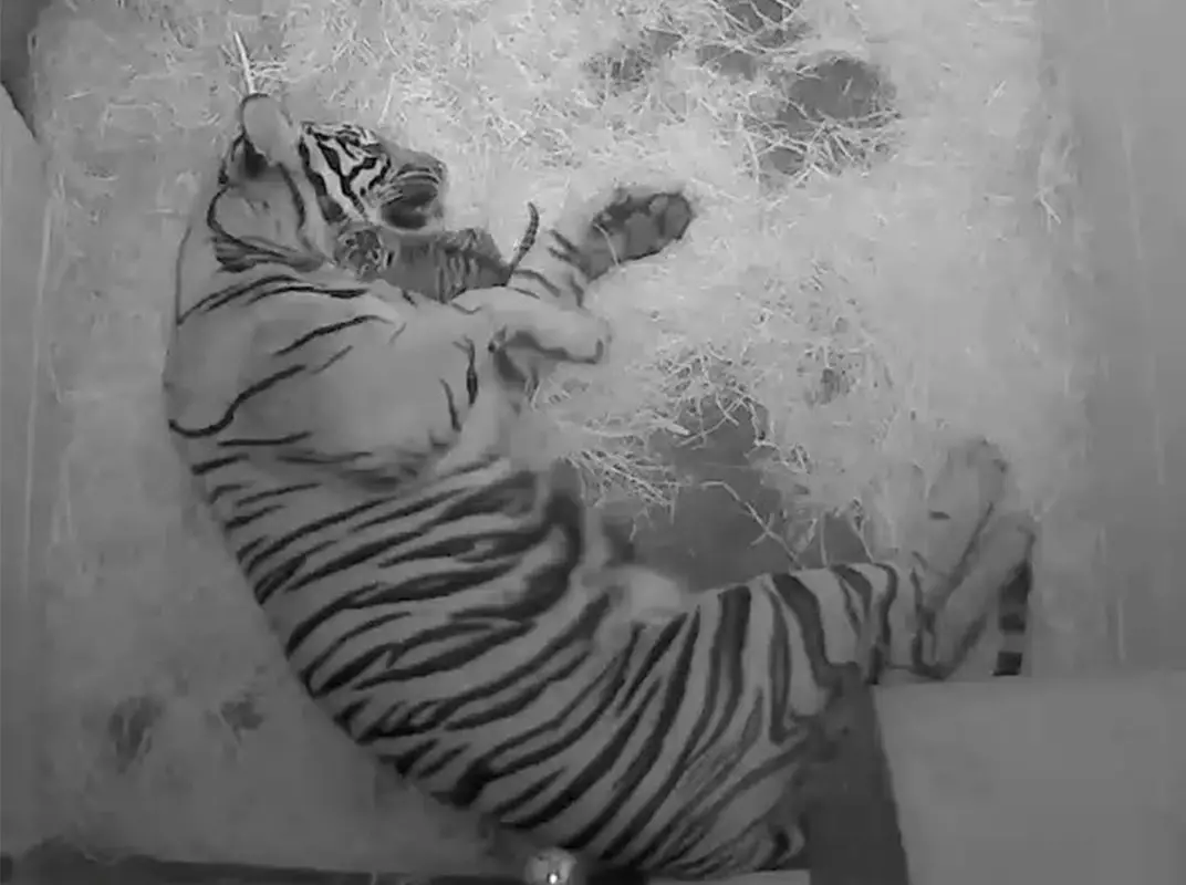 Søt ny tigerunge født i dyrehagen Yips hos sin mor på video 30858_2