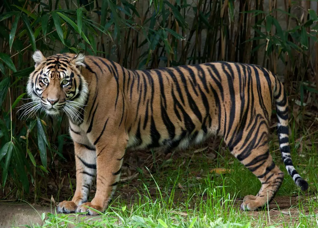 Søt ny tigerunge født i dyrehagen Yips hos sin mor på video 30858_3