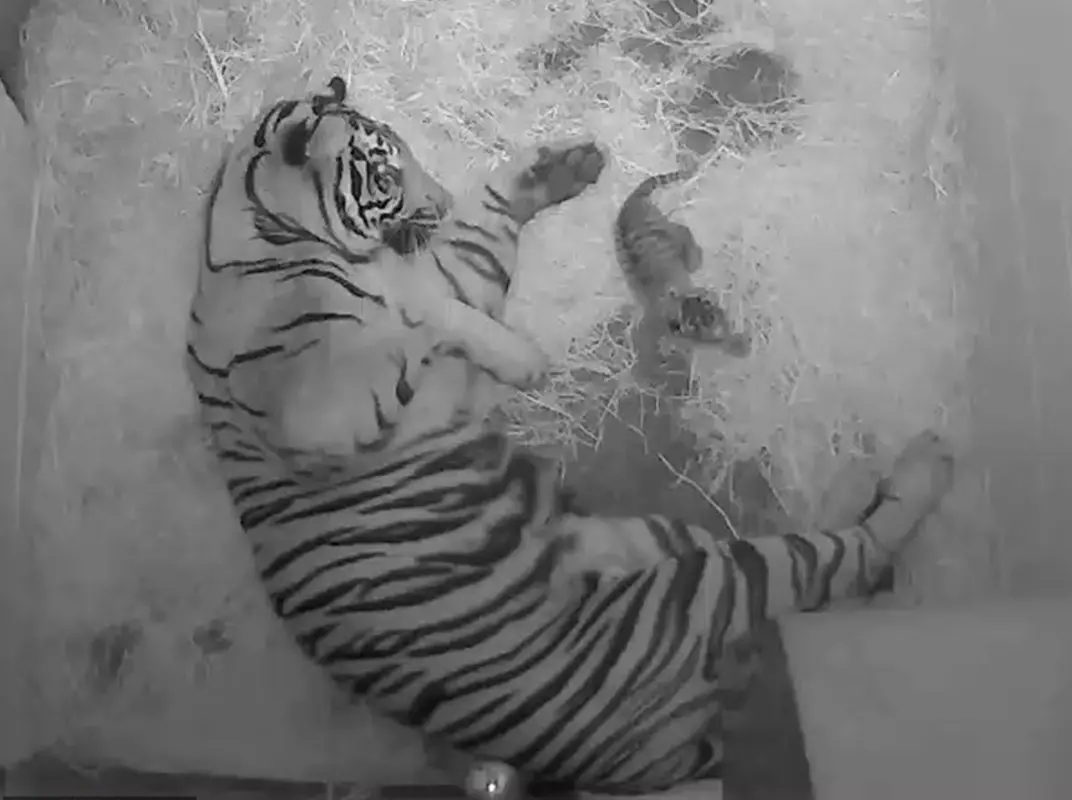 Søt ny tigerunge født i dyrehagen Yips hos sin mor på video 30858_4