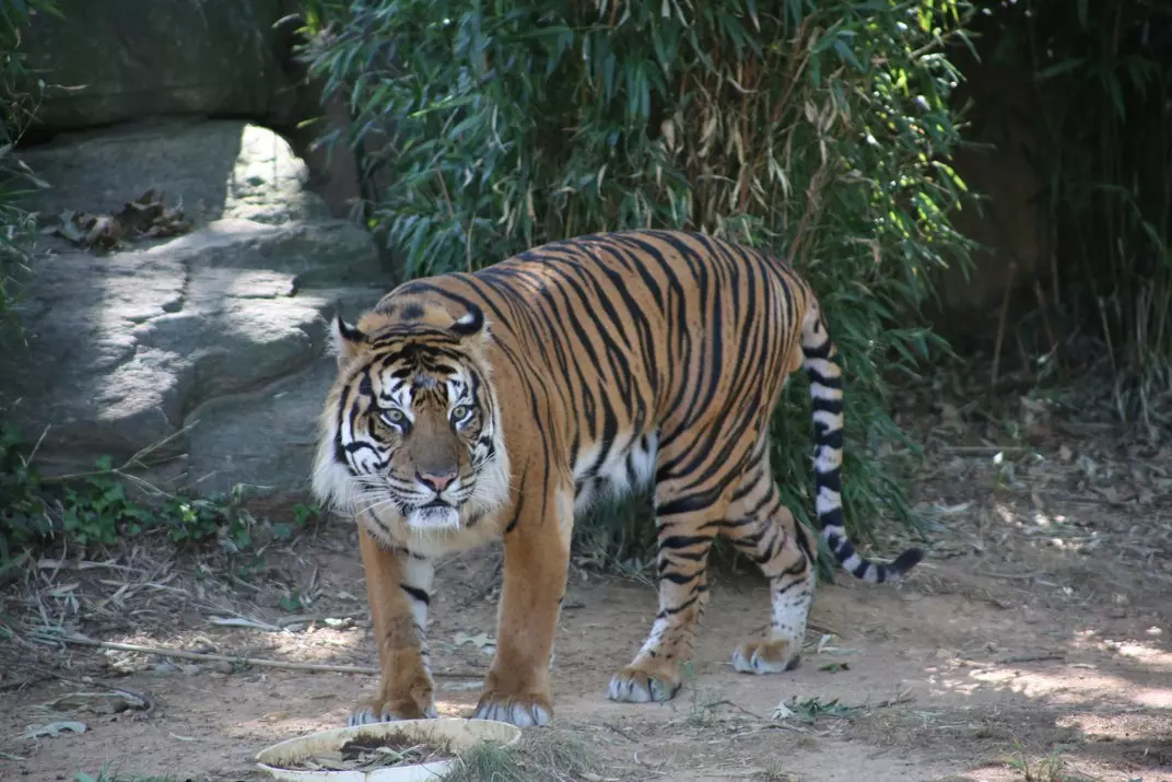 Adorabile nuovo cucciolo di tigre nato allo zoo Yips da sua madre in video 30858_5