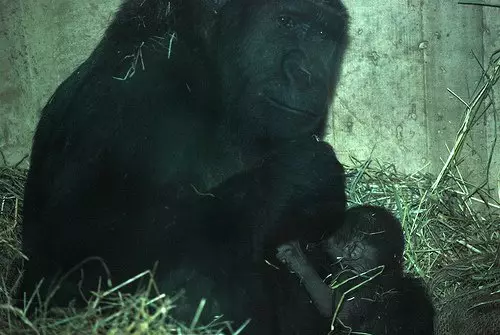 gorilla_national_zoo_baby_baraka_mandara.jpg