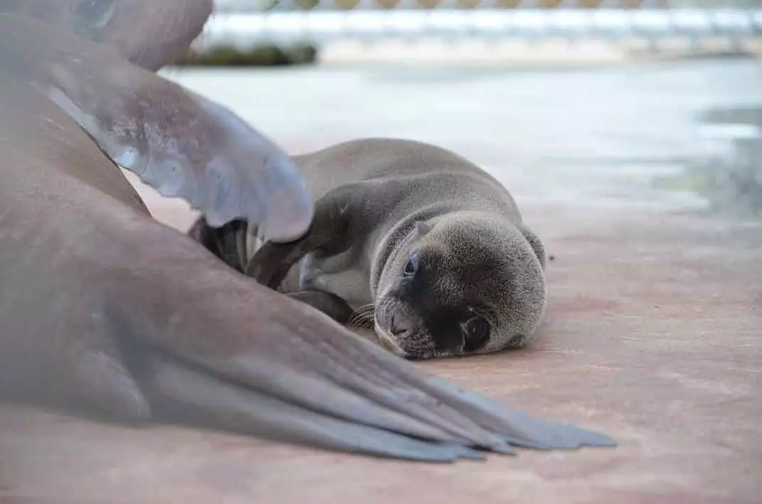 Trotse zeeleeuwmoeder pronkt met haar nieuwe pup in deze schattige foto's uit de dierentuin 30955_1