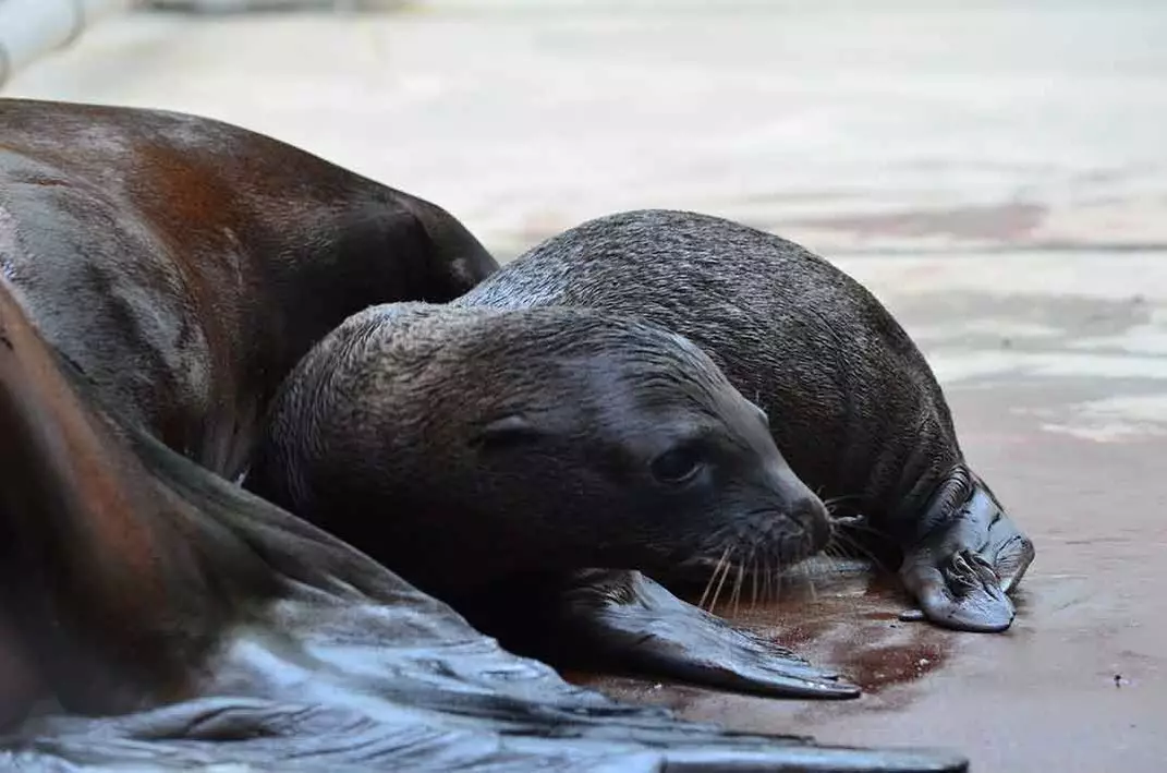 Гордата мајка на морски лав го покажа своето ново кученце во овие преслатки слики од зоолошката градина 30955_2