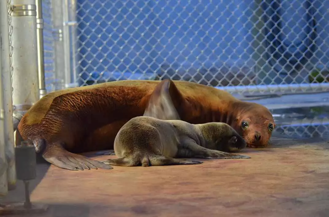 Sư tử biển mẹ tự hào khoe đứa con mới của mình trong những bức ảnh đáng yêu này từ vườn thú 30955_3