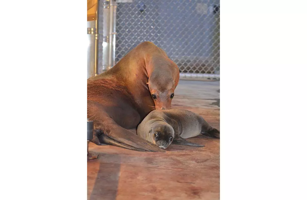 Trotse zeeleeuwmoeder pronkt met haar nieuwe pup in deze schattige foto's uit de dierentuin 30955_4