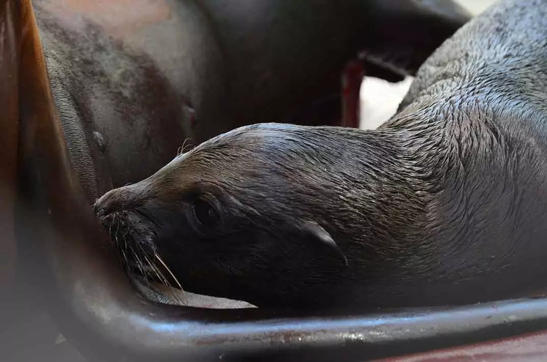 Die stolze Seelöwen-Mutter zeigt ihren neuen Welpen auf diesen entzückenden Bildern aus dem Zoo 30955_5