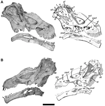 20110520083304titanosourus-skedel-plos.png