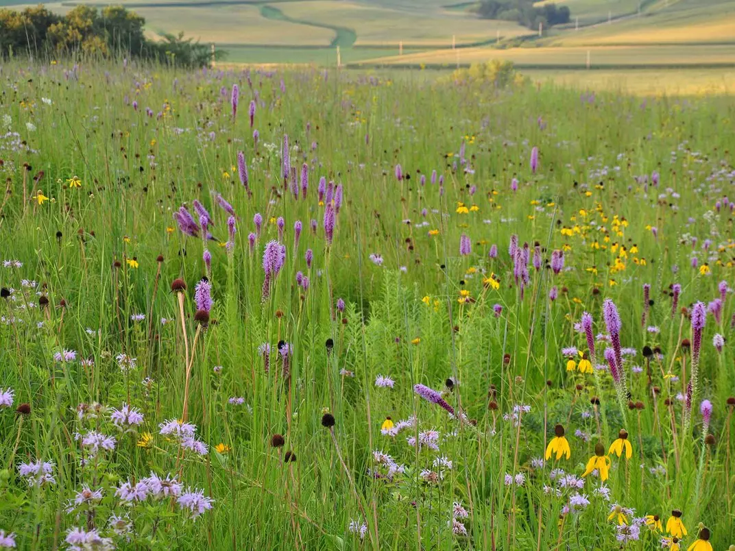 Prairie ሴራ