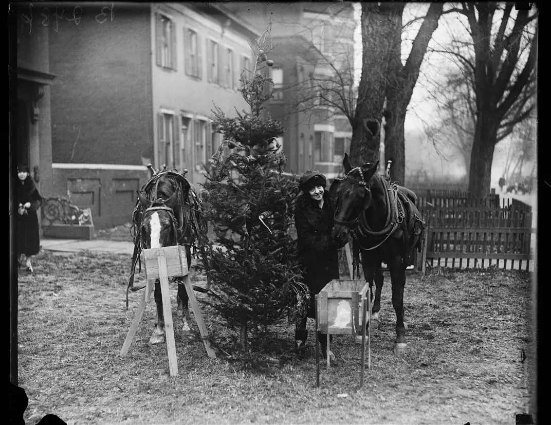 1927 arba 1928 m. nuotrauka, kurioje arkliai kalėdiniame vakarėlyje mėgaujasi skanėstais