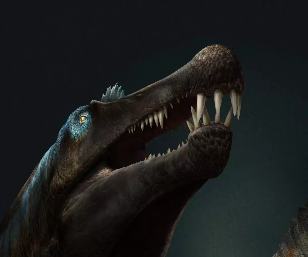 Prelomni fosil nakazuje, da je spinozaver prvi znan plavalni dinozaver