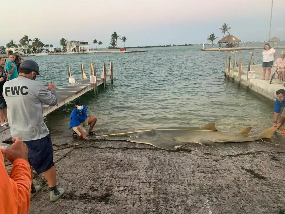חוקרים מודדים את דג המסור בגובה 16 רגל בסירה הנוחתת בפלורידה בזמן שמבקרים צופים ומצלמים תמונות מרציפים