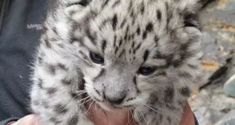 Um dos filhotes de leopardo da neve descobertos nas montanhas Tost da Mongólia.