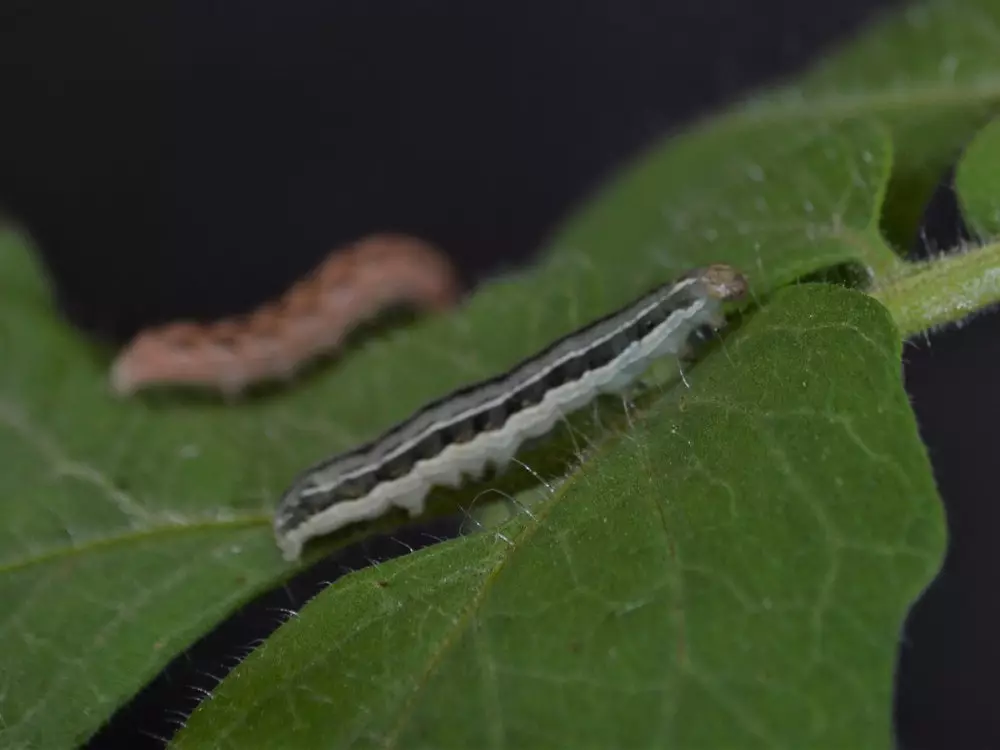 Kanibal Caterpillar