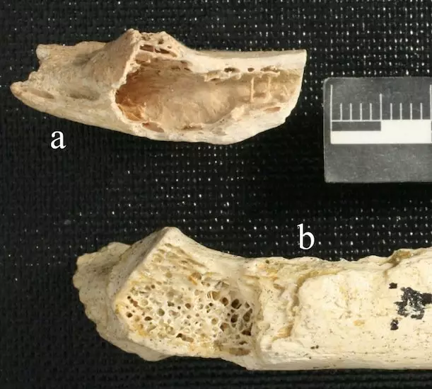 Neandertal qovurg'a suyagi