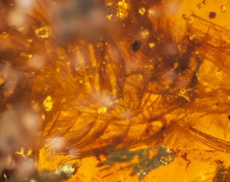 99 miljoen jaar oue voëlvlerke gevind omhul in amber 31206_3