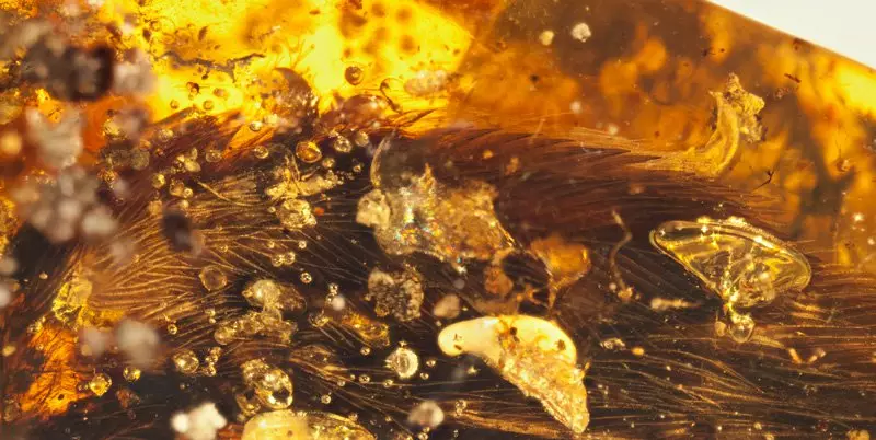 99 miljoen jaar oue voëlvlerke gevind omhul in amber 31206_6