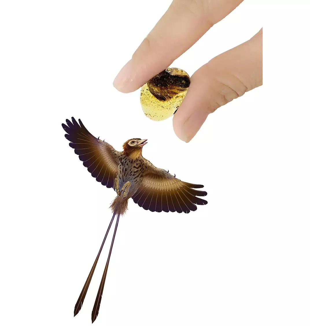 99 miljoen jaar oude vogelvleugels gevonden ingekapseld in amber 31206_7