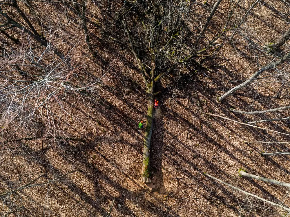 Vista aérea dunha árbore alta, acabada de talar, que se atopa de lado no medio dun bosque