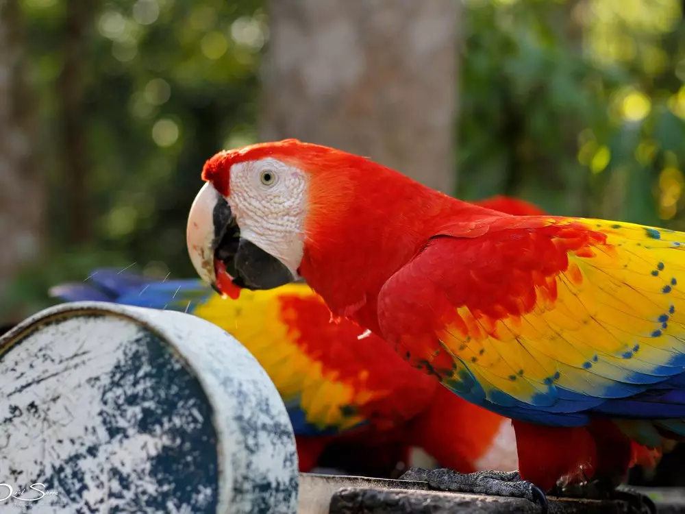 Umutuku Macaw