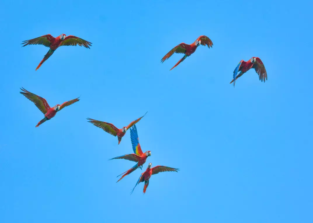 Scarlet Macaws በበረራ ውስጥ