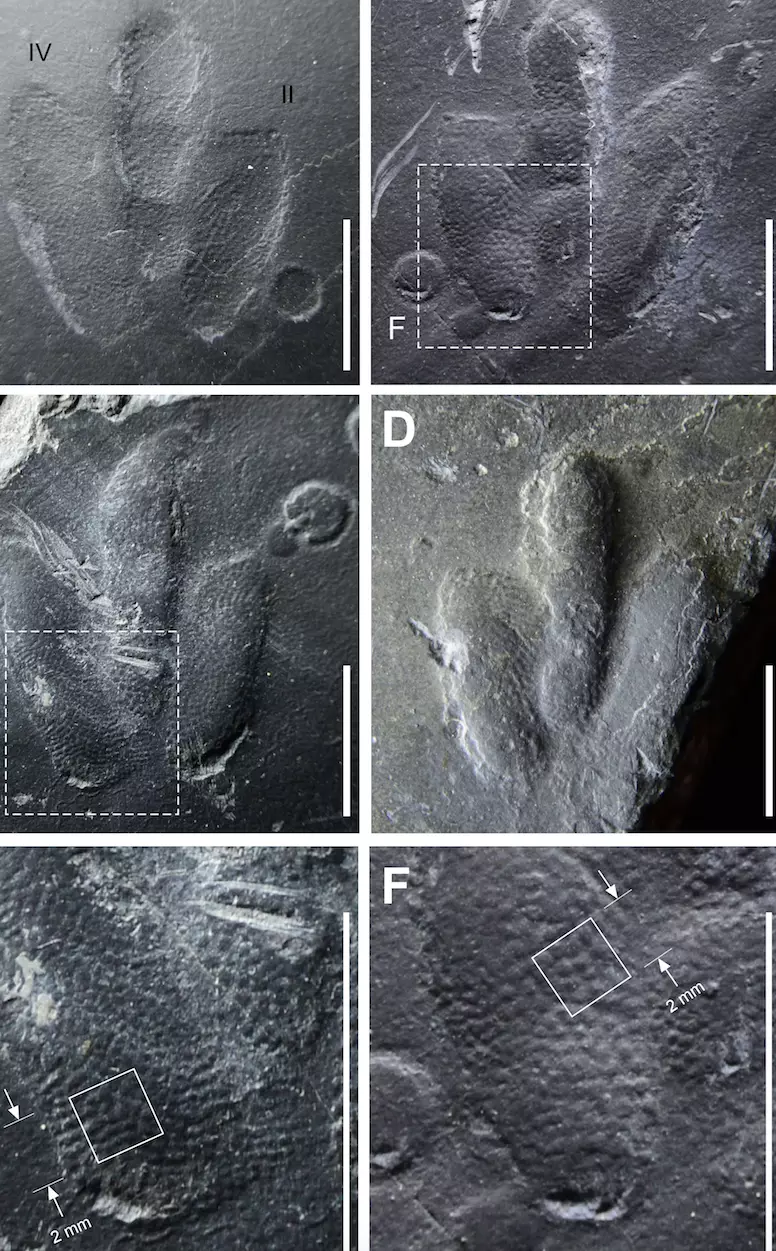 Impresiones de piel 'exquisitamente conservadas' encontradas en huellas de dinosaurios