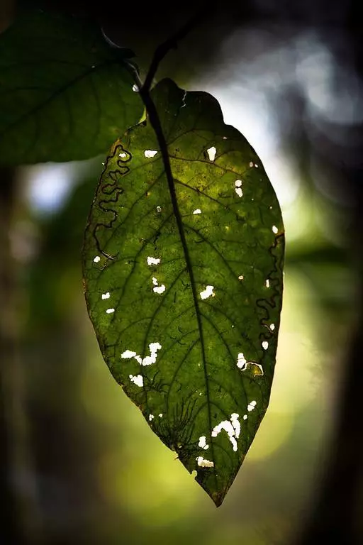 Pourquoi voit-on plus d'espèces dans les forêts tropicales ? Le mystère peut enfin être résolu