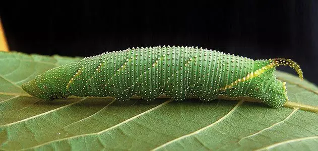 Shrieking caterpillar