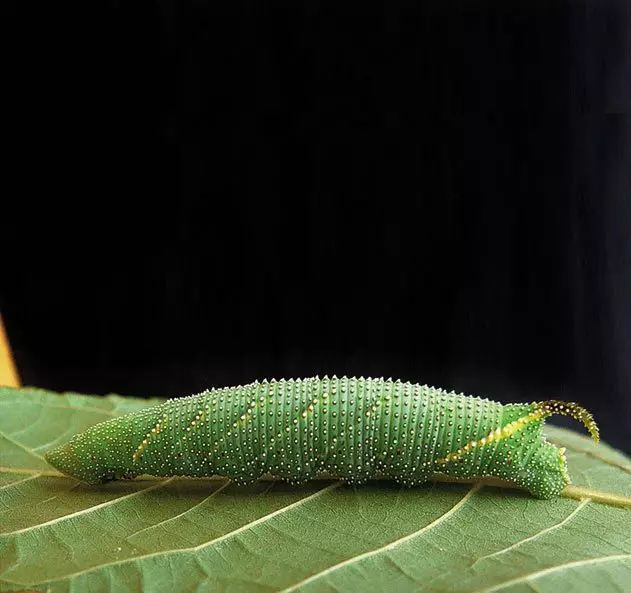 caterpillar sfenks