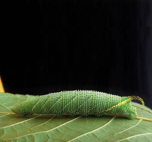 chenille de sphinx