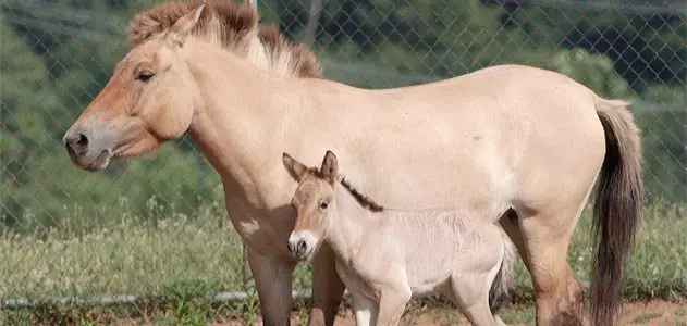 Конят на Пржевалски процъфтява в Центъра за опазване и изследвания на Smithsonian