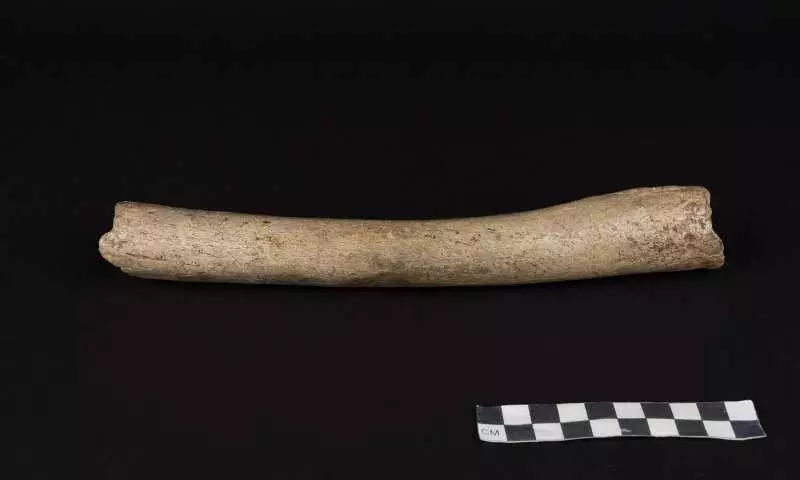 neandertal uyluk kemiği