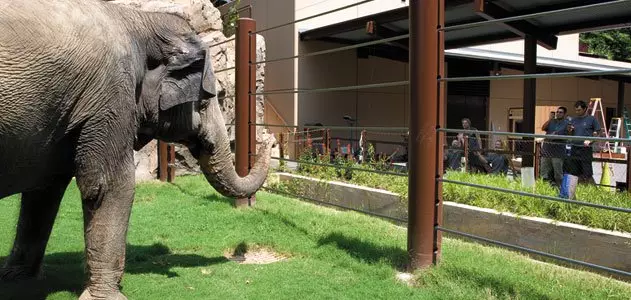 ázijský slon