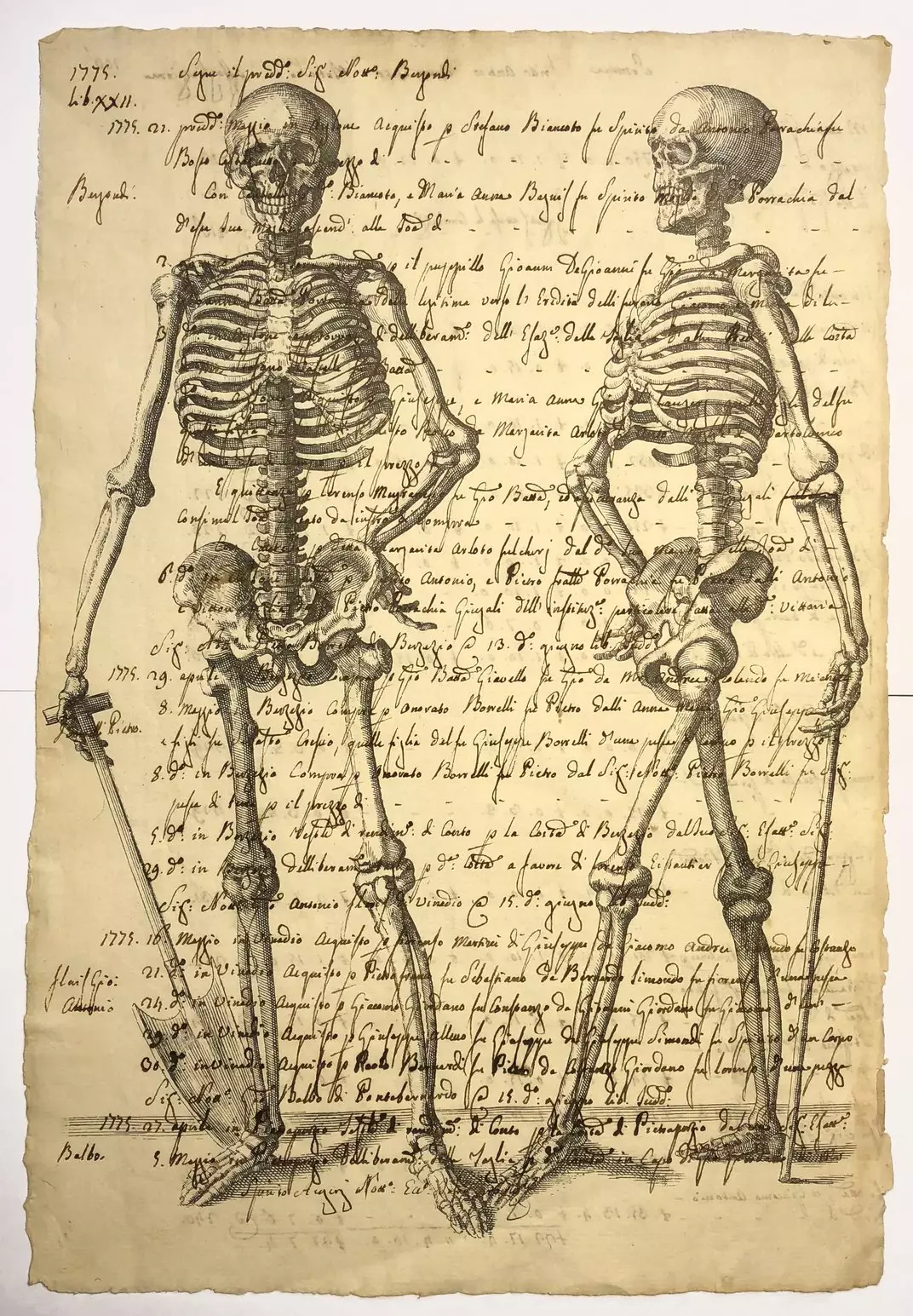 Didro ensiklopediyasından skelet lövhəsi