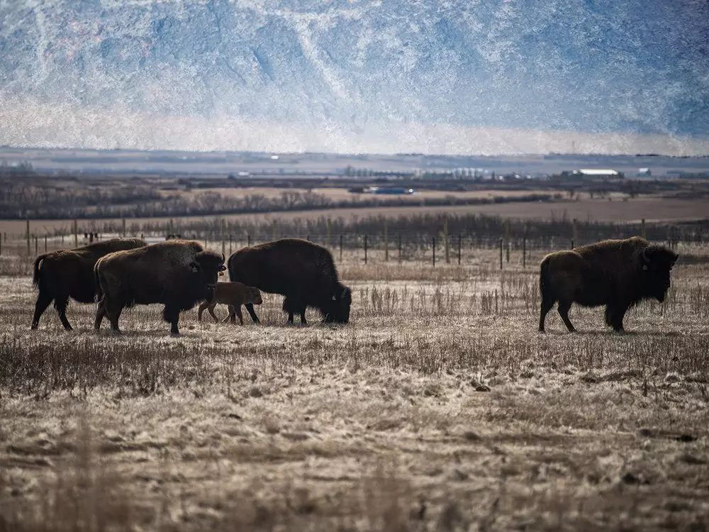 Bizoni u Kanadi otkrivaju drevne petroglife, ispunjavajući starosjedilačko proročanstvo