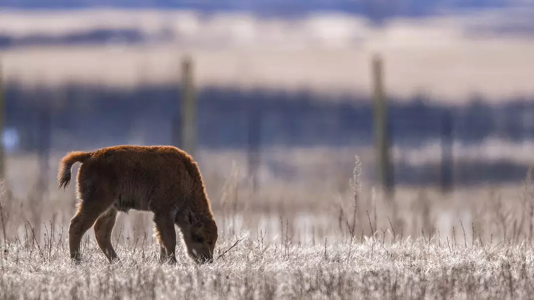 Baby bisonte in un campo