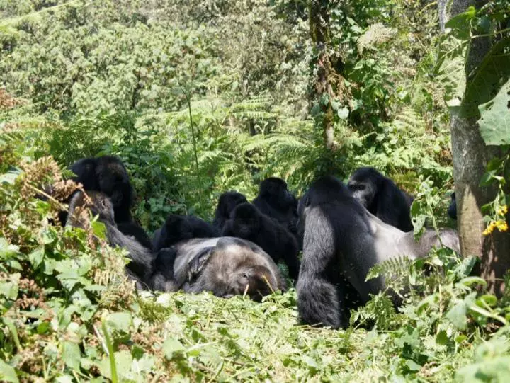 大猩猩似乎為他們的死者悲傷