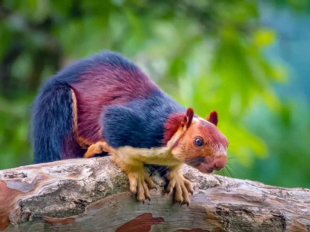 Multicolored-squirrel1.jpg