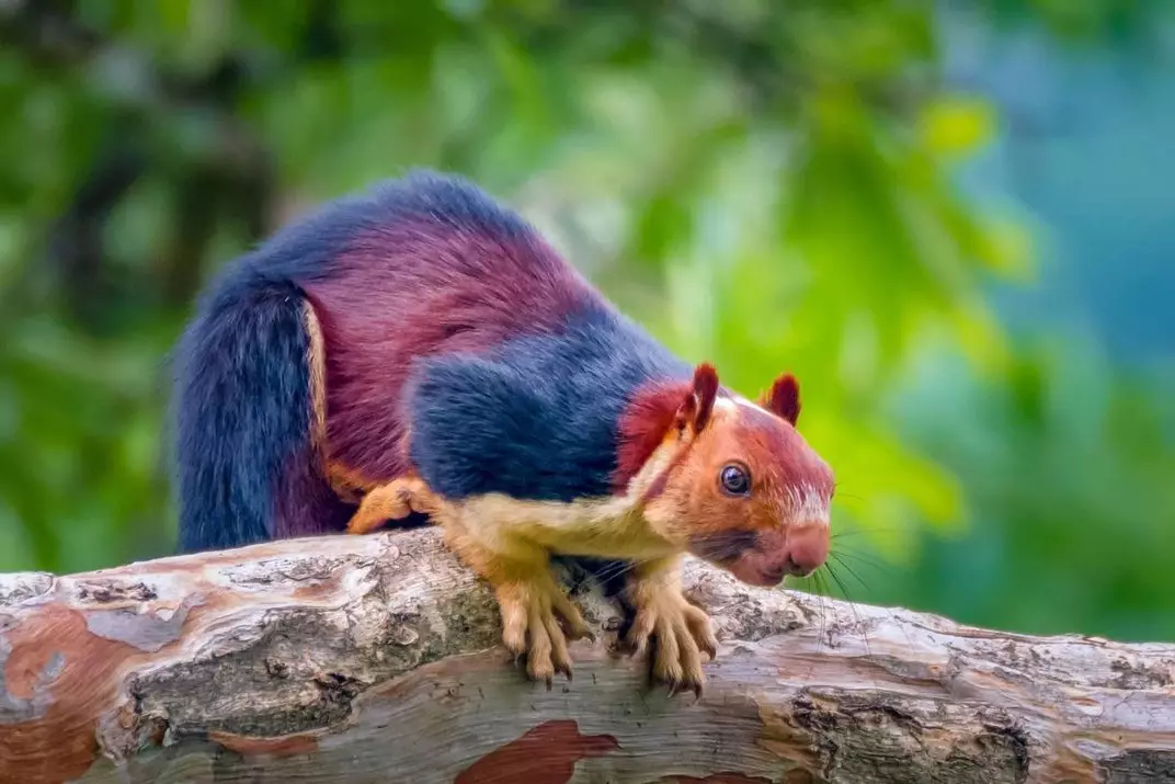 Ja, gigantiske Technicolor-egern strejfer faktisk rundt i skovene i det sydlige Indien 31666_2