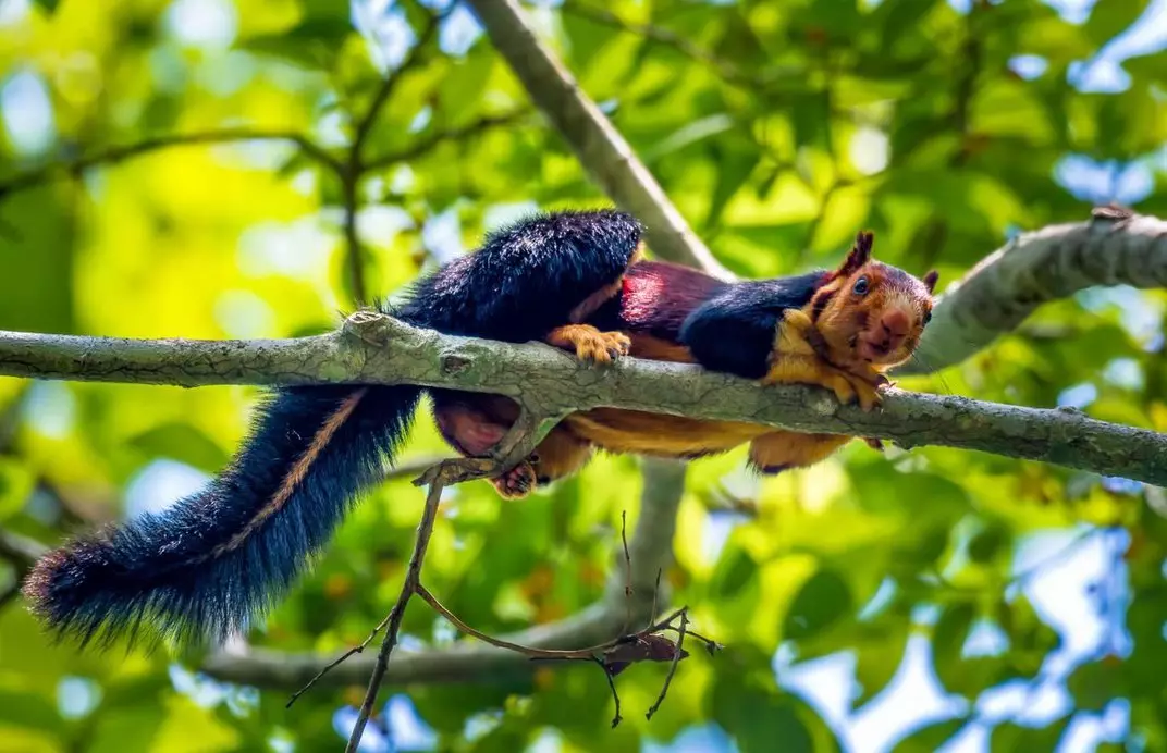 Ja, gigantiske Technicolor-egern strejfer faktisk rundt i skovene i det sydlige Indien 31666_3